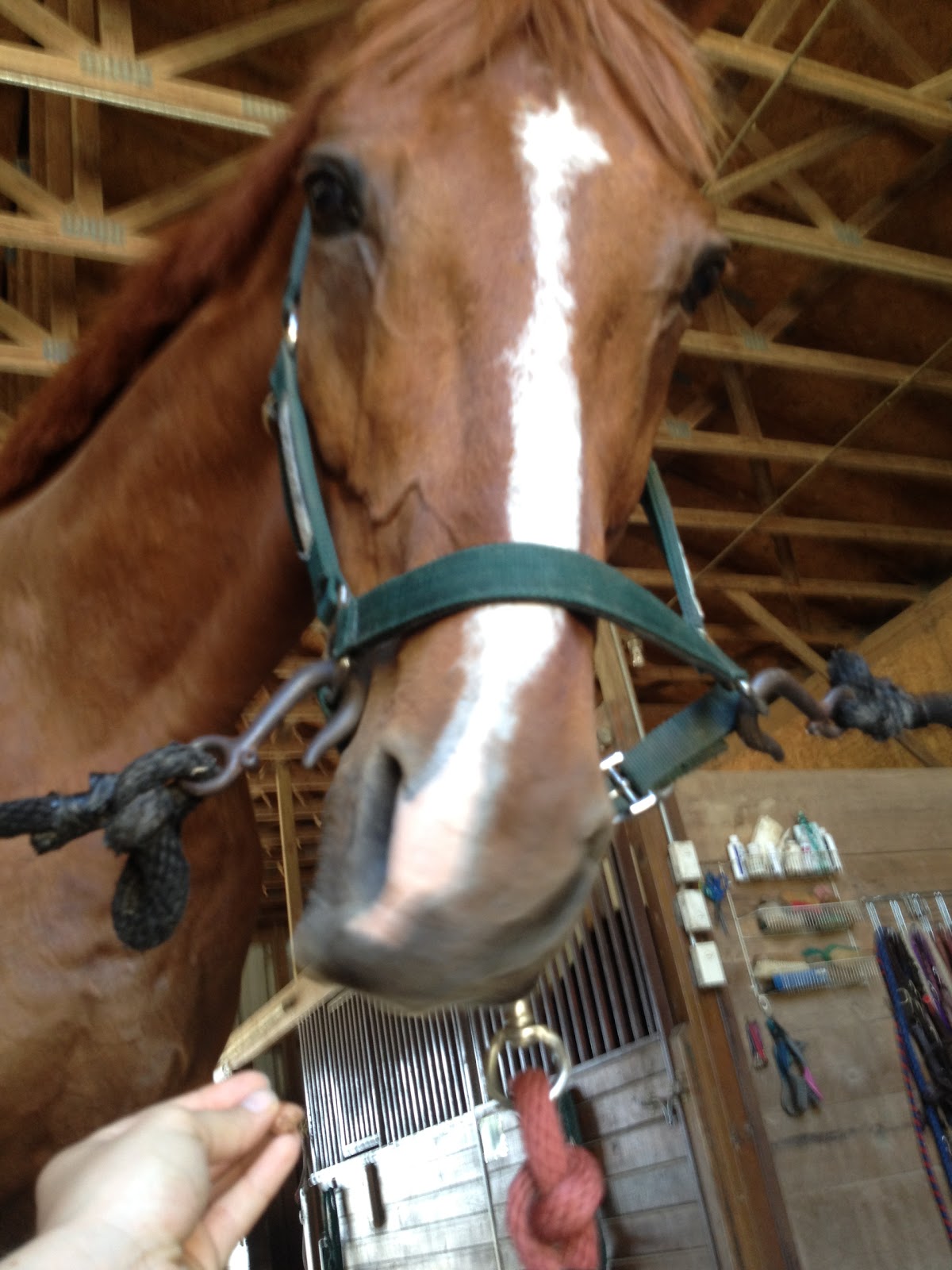 X-Rays of the Cannon Bone. More expensive than buying a real cannon ...